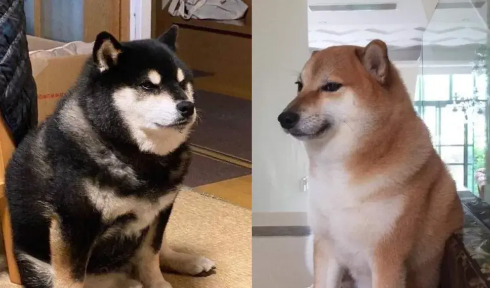 ¿Cheems multiverso? Surge "Dark Cheems", el "archienemigo" del perrito ...