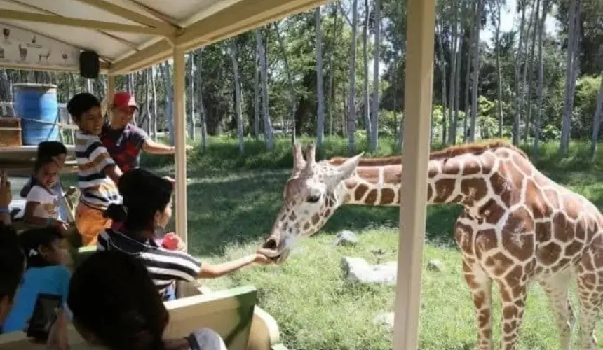 Zoológico de Guadalajara; Horarios, actividades, precio de las entradas ...