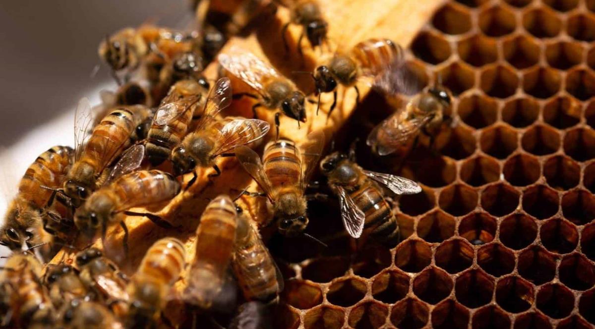 Propone impresión de colmenas 3D para incrementar proliferación de ...