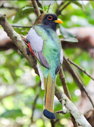El Pájaro bandera, con identidad nacionalista