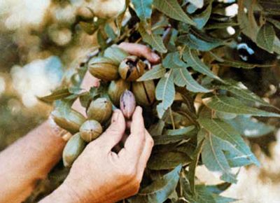 Nuez pecanera mexicana distinción de las navidades