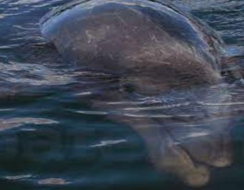 La flora y fauna de Sinaloa, una belleza por descubrir | Tus Buenas ...