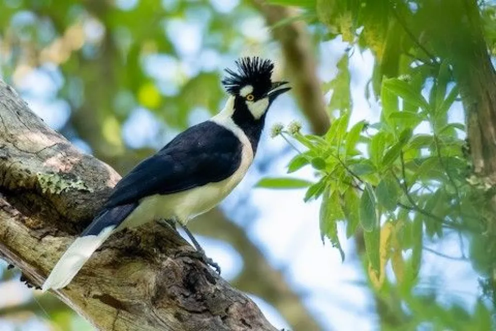 La chara pinta ave única de Sinaloa en el mundo | Tus Buenas Noticias