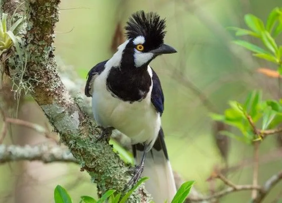 La chara pinta ave única de Sinaloa en el mundo | Tus Buenas Noticias